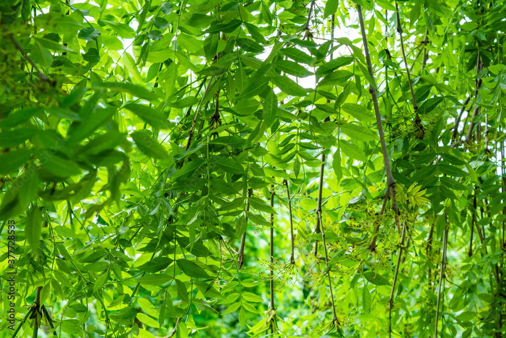 Branches of a tree with green leaves hang down like a natural awning ...
