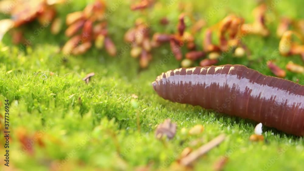 An earthworm is a terrestrial invertebrate that belongs to the class ...