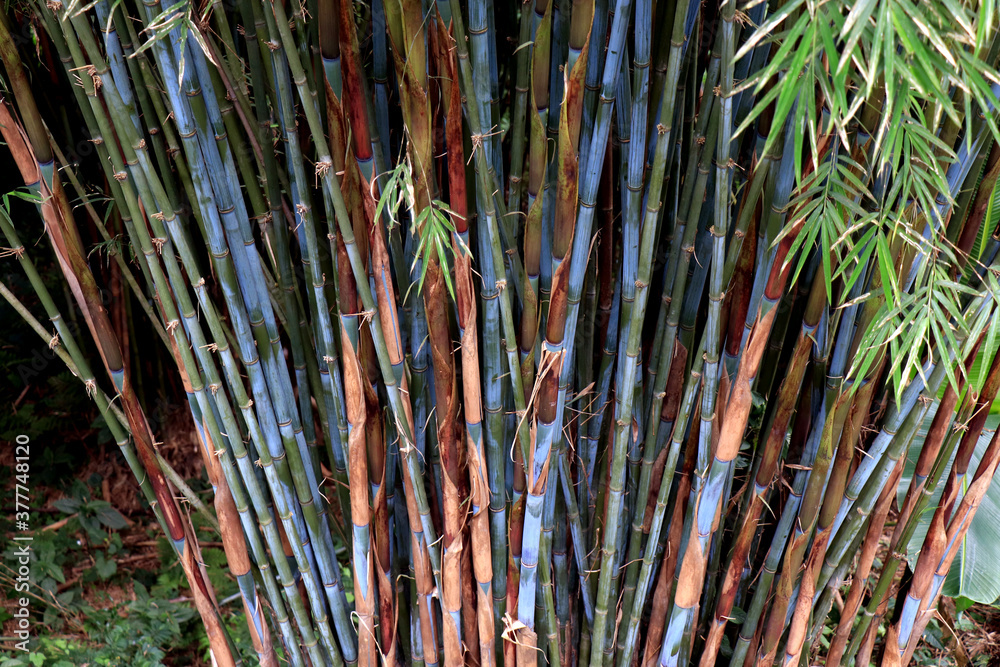 Bamboo forest, natural green background of stalks and branches. Nature ...