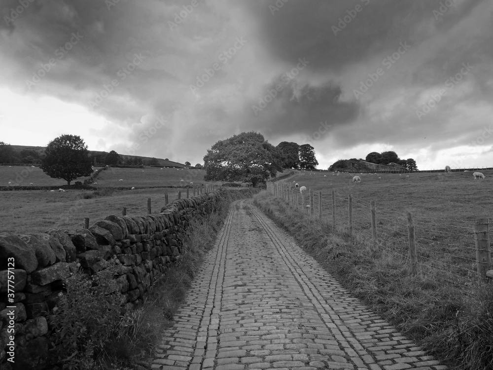 monochrome perspective view of a long narrow country lane bordered by ...