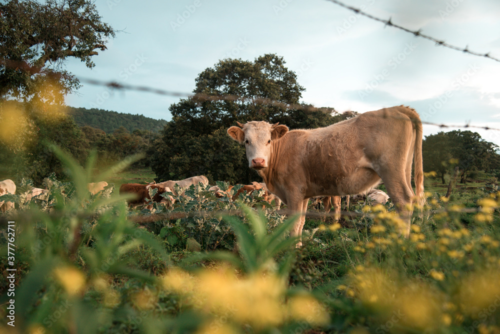 Paisaje con vacas, flores y vegetación del campo. Stock Photo | Adobe Stock