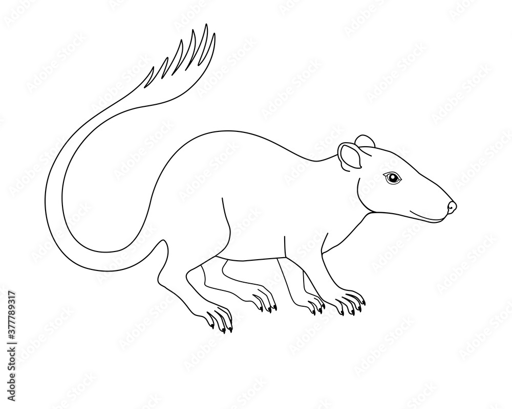 Purgatorius - extinct prehistoric primate - ancestor of apes and humans ...