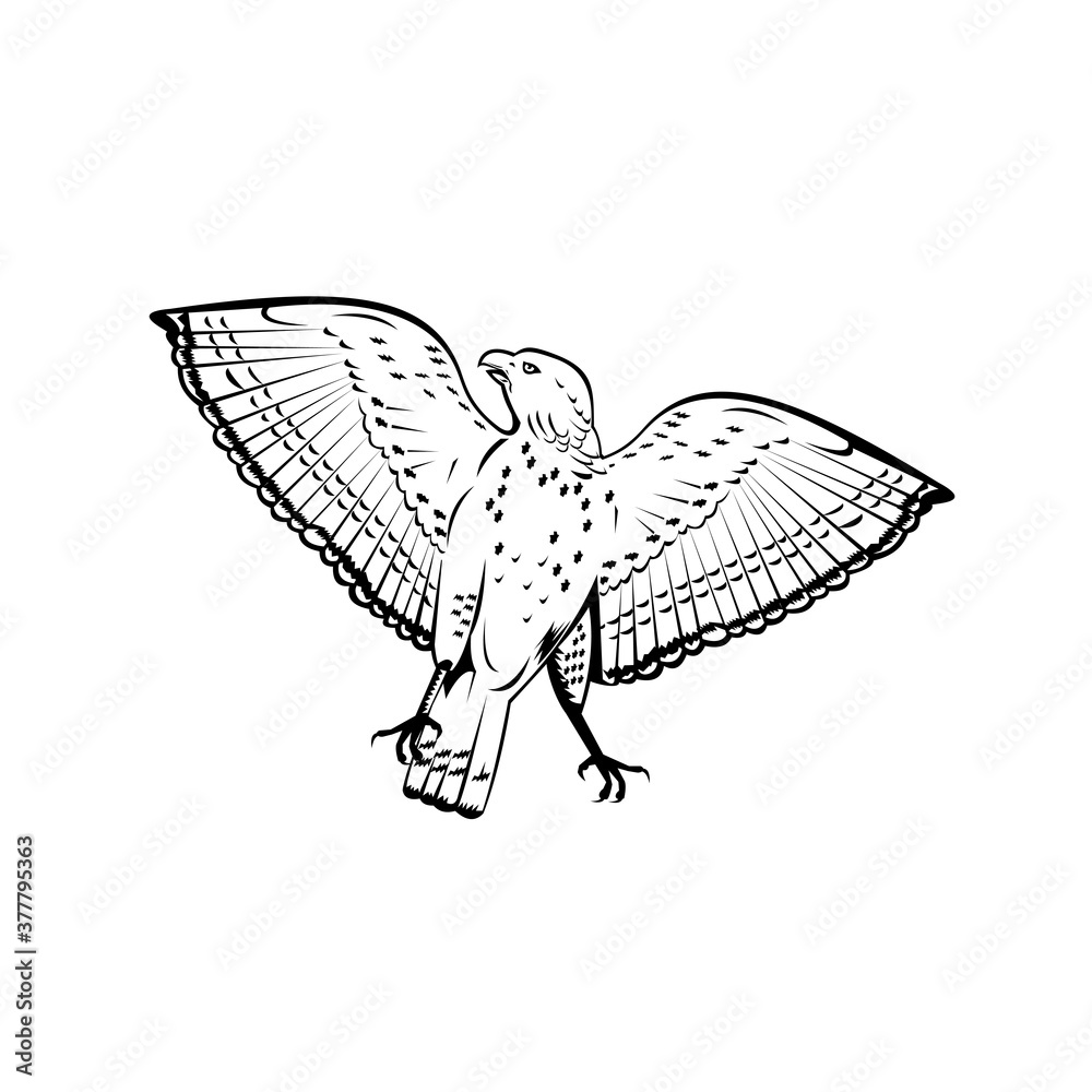 Broad-Winged Hawk Flying Front View Retro Woodcut Black and White Style ...
