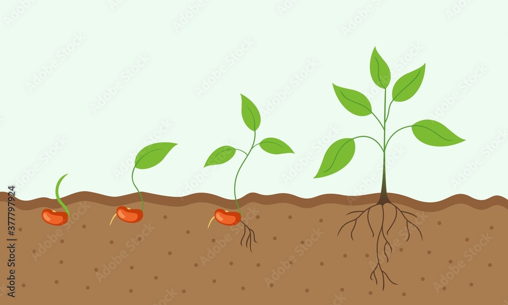 Plant growing stages. Timeline infographic of planting tree process ...