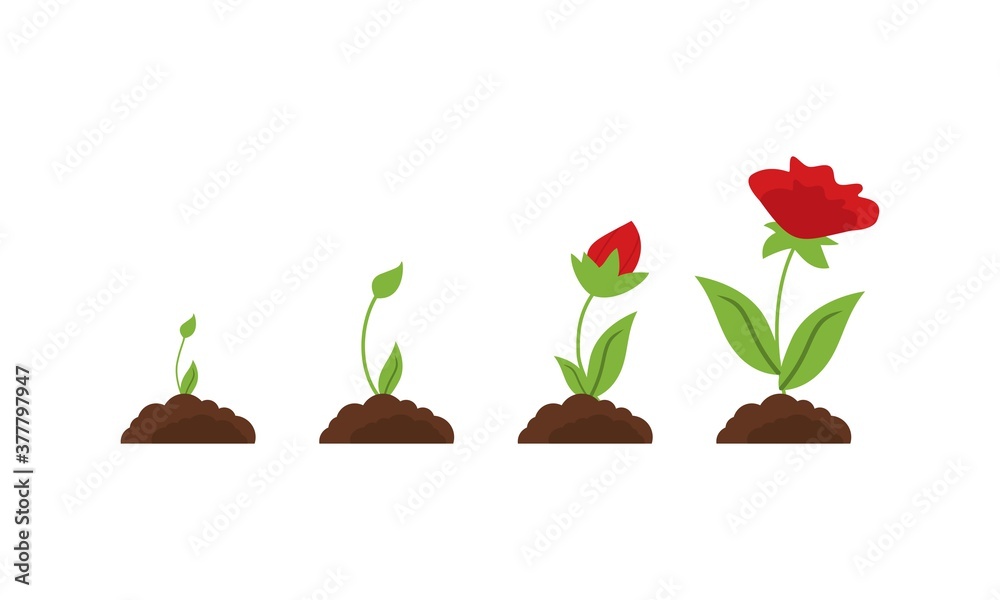 Plant growing stages. Timeline infographic of planting tree process ...