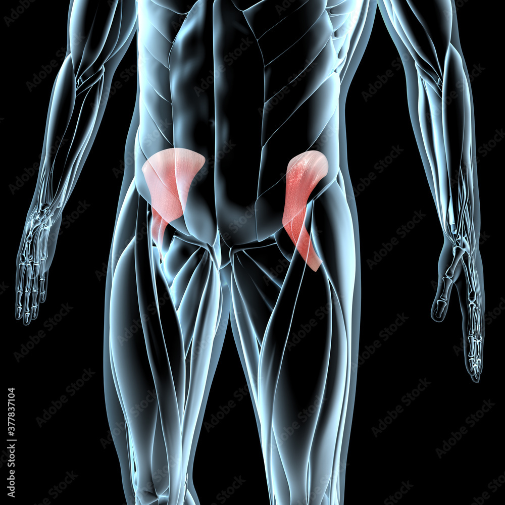 3d Illustration of the Iliacus Muscles on Xray Musculature Stock ...