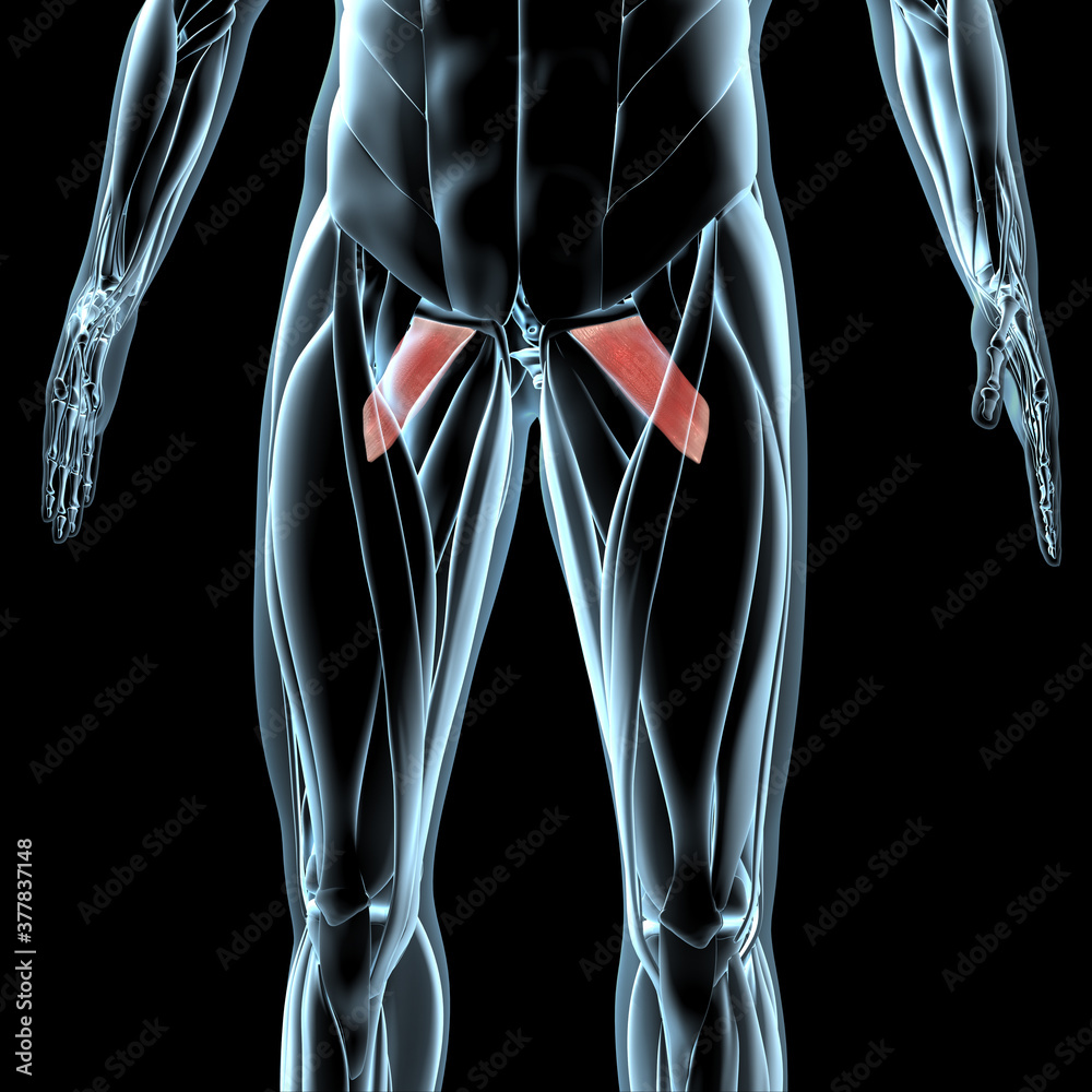 3d Illustration of the Pectineus Muscles on Xray Musculature Stock ...
