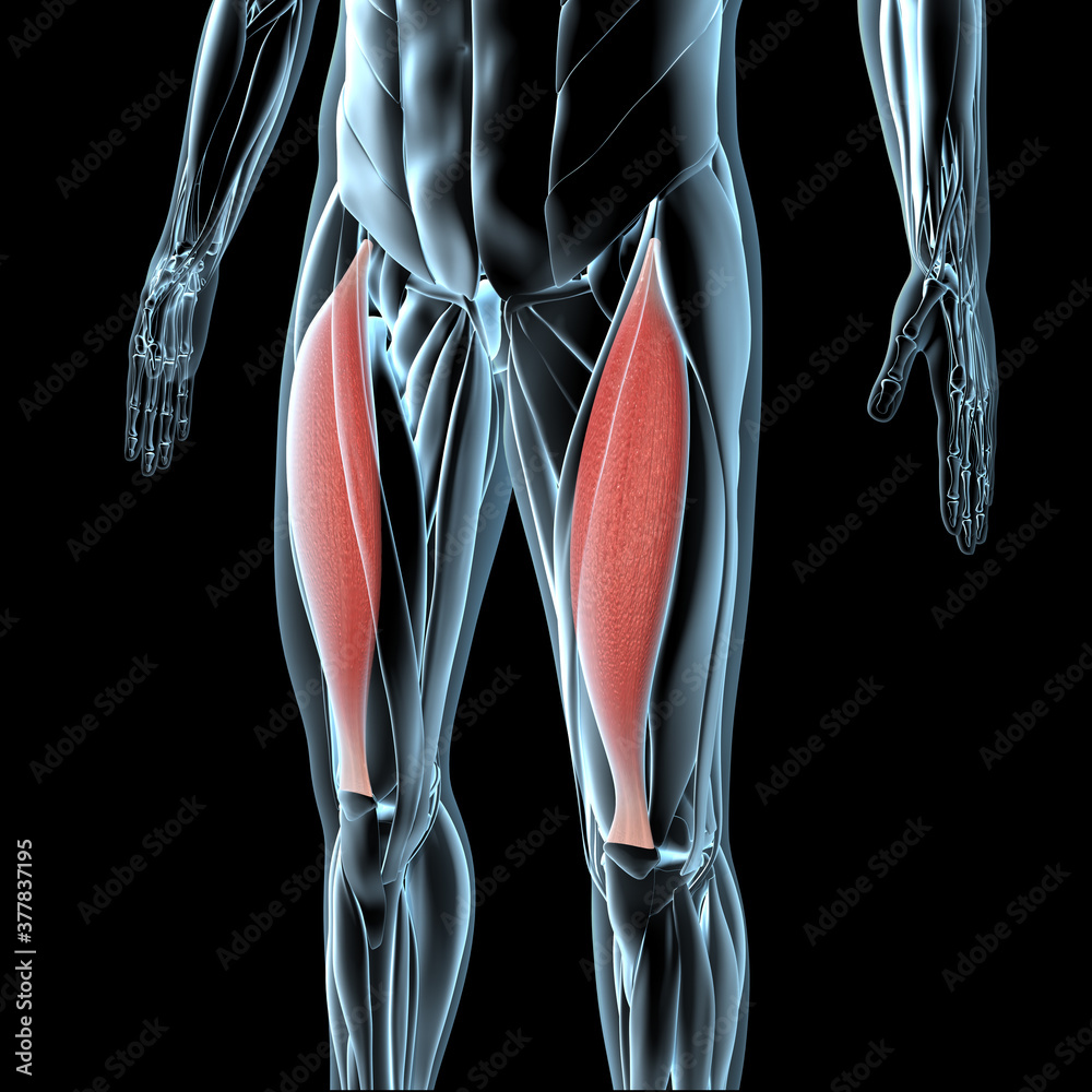 3d Illustration of the Rectus Femoris Muscles on Xray Musculature Stock ...