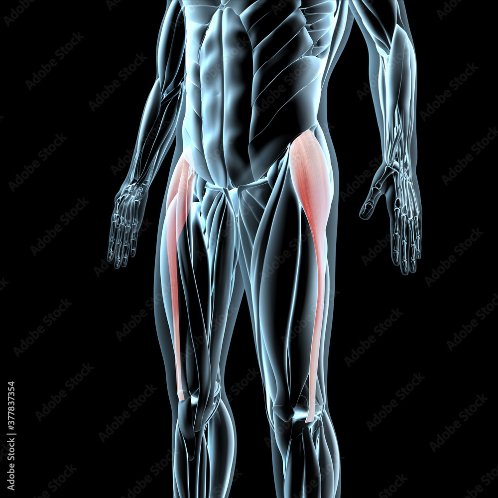 3d Illustration of the Tensor Fasciae Latae Muscles on Xray Musculature ...