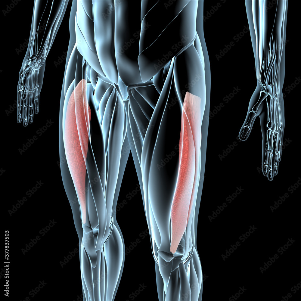 3d Illustration of the Vastus Lateralis Muscles on Xray Musculature ...