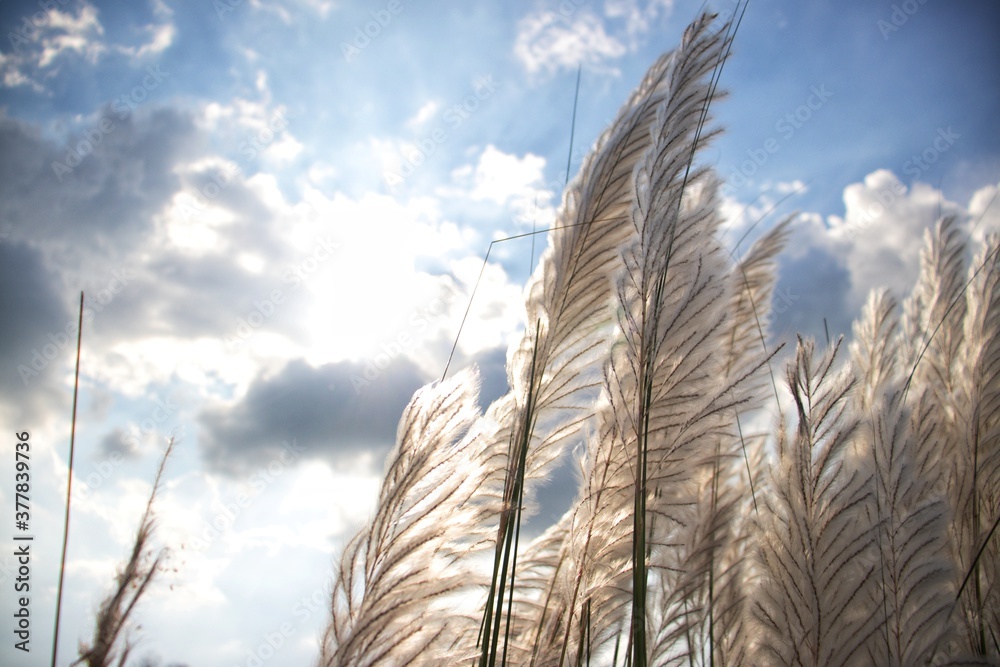 Saccharum Spontaneum or Wild Sugarcane in Daylight with Sun and Clouds ...