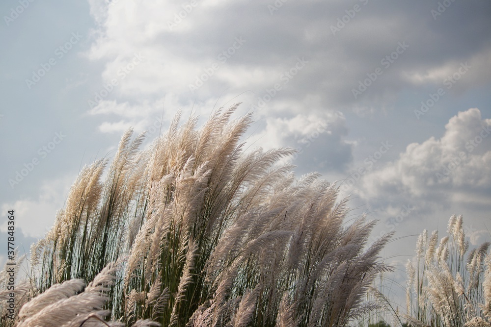 Kash Phool or Wild Sugarcane in Sunlight With Clear Sky, Also Known as ...