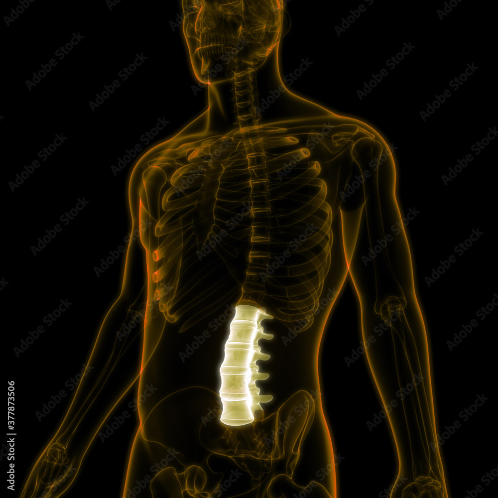 Spinal Cord Vertebral Column Lumbar Vertebrae of Human Skeleton System ...
