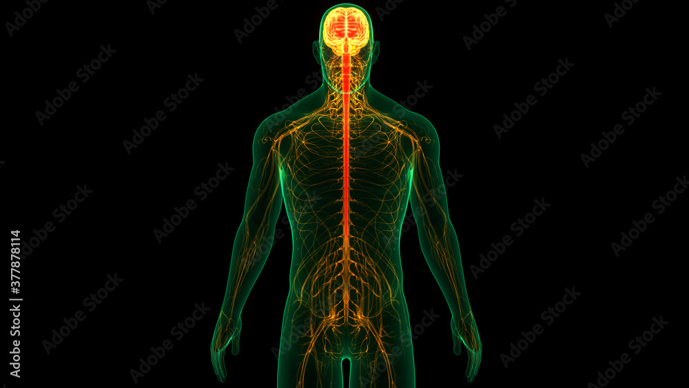Central Organ of Human Nervous System Brain Anatomy Stock Illustration ...