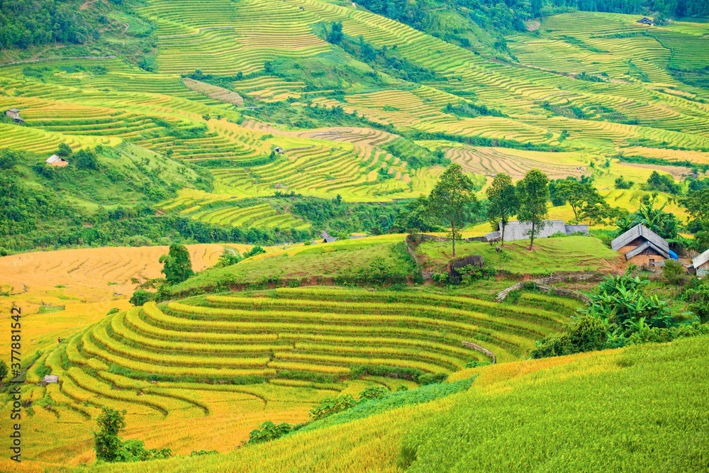 Rice fields on terraced of Mu Cang Chai, YenBai, Vietnam. Rice fields ...
