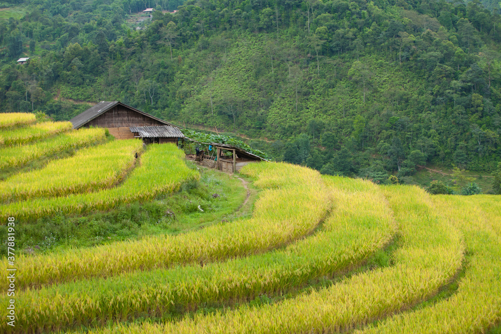 Amazing landscape in Northwest Vietnam. Terraced fields in Ta Xua, Bac ...