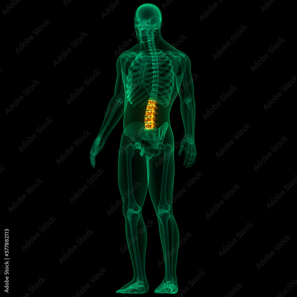 Spinal Cord Vertebral Column Lumbar Vertebrae of Human Skeleton System ...