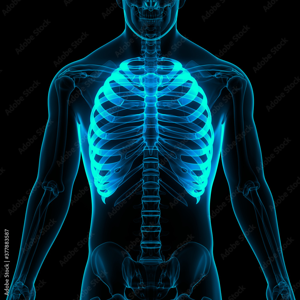 Human Skeleton System Rib Cage Bone Joints Anatomy Stock Illustration ...