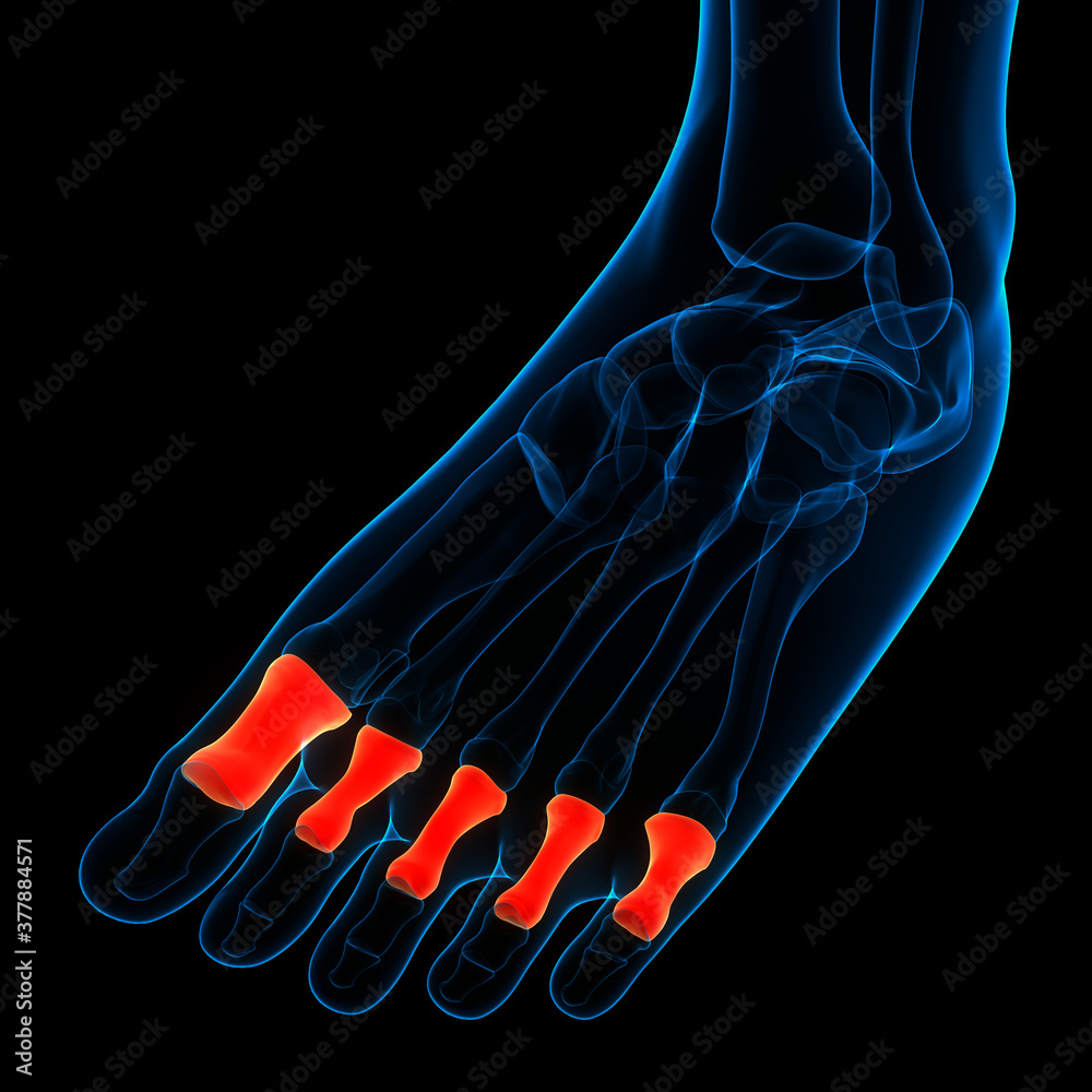 Human Skeleton System Foot Bone Joints Proximal Phalanges Anatomy Stock ...