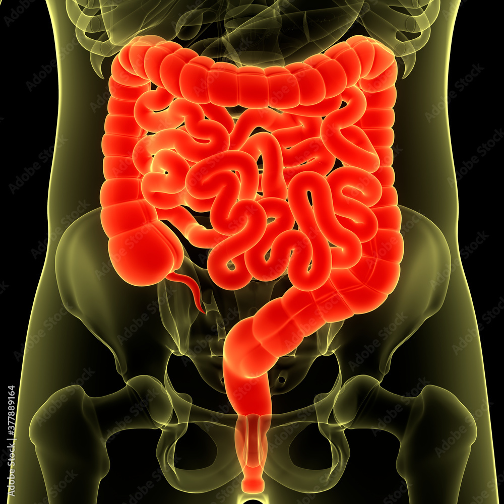 Human Digestive System Large and Small Intestine Anatomy Stock ...