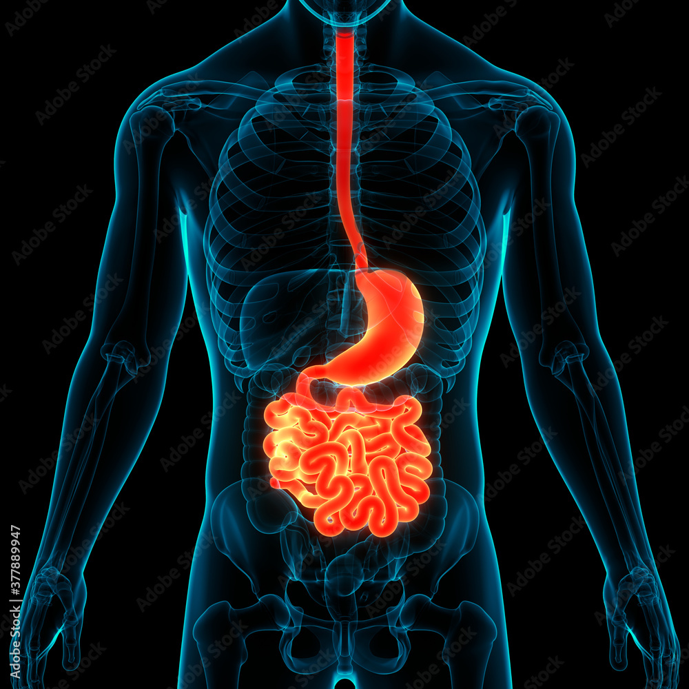Human Digestive System Stomach with Small Intestine Anatomy Stock ...