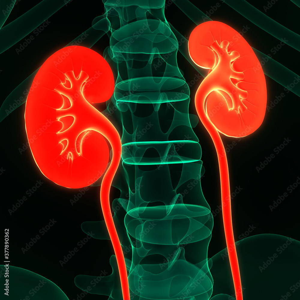 Human Urinary System Kidneys Anatomy Stock Illustration | Adobe Stock