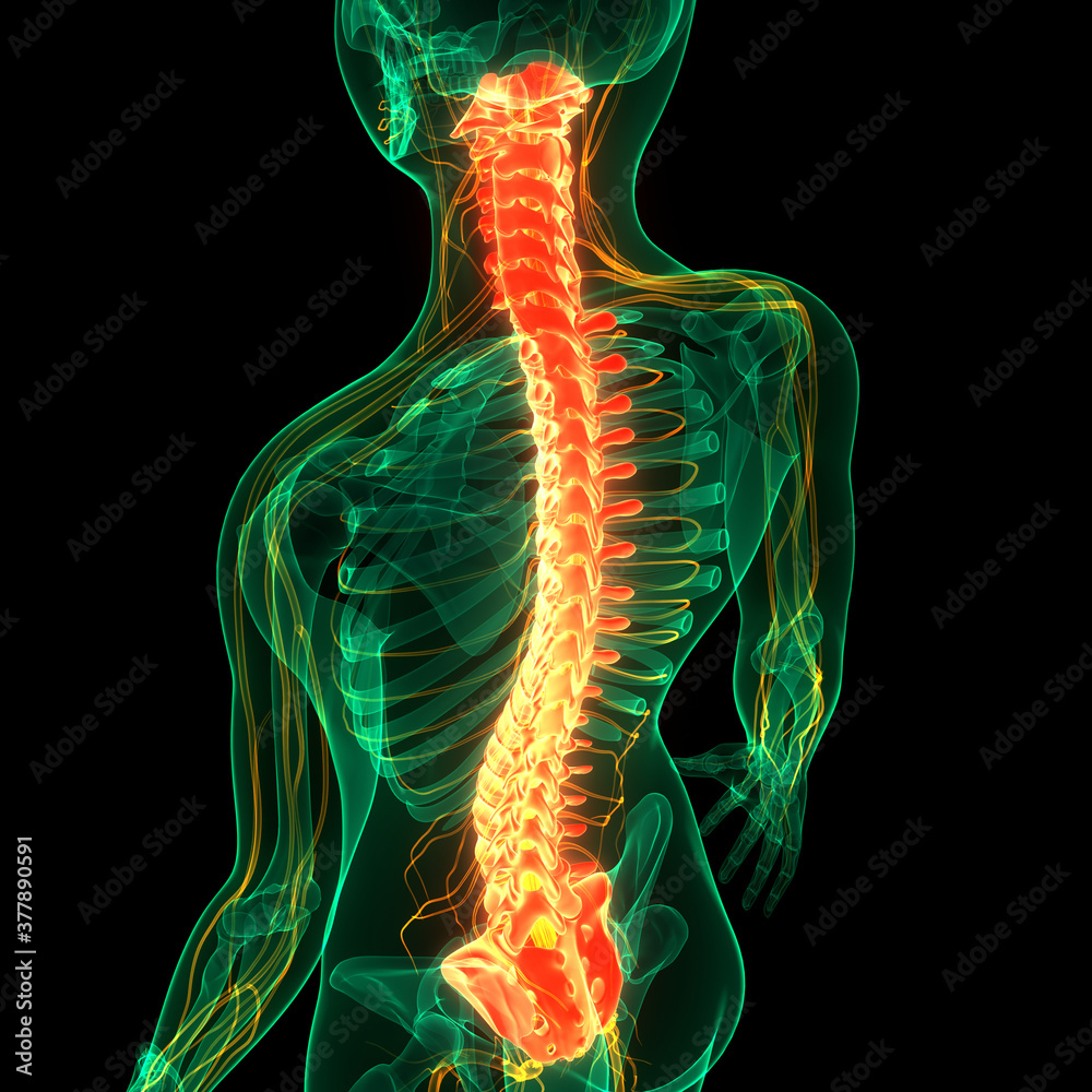 Spinal Cord Vertebral Column of Human Skeleton System Anatomy Stock ...