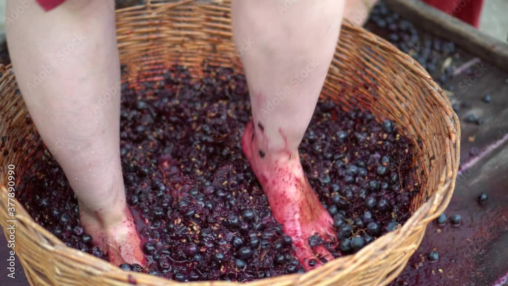 Grape-treading or grape-stomping in traditional wine-making. Grapes are trampled in basket by ...