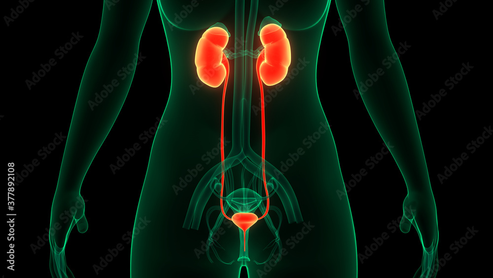 Female Urinary System Kidneys with Bladder Anatomy Stock Illustration ...