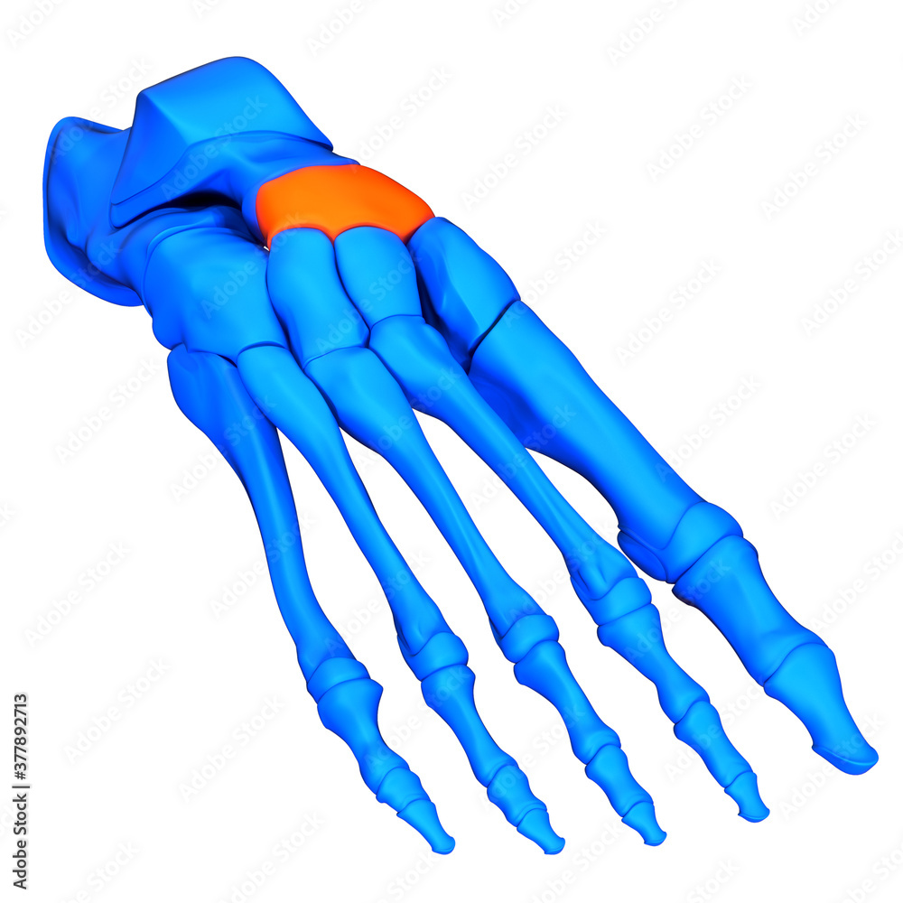 Human Skeleton System Foot Bone Joints Navicular Bone Anatomy Stock ...