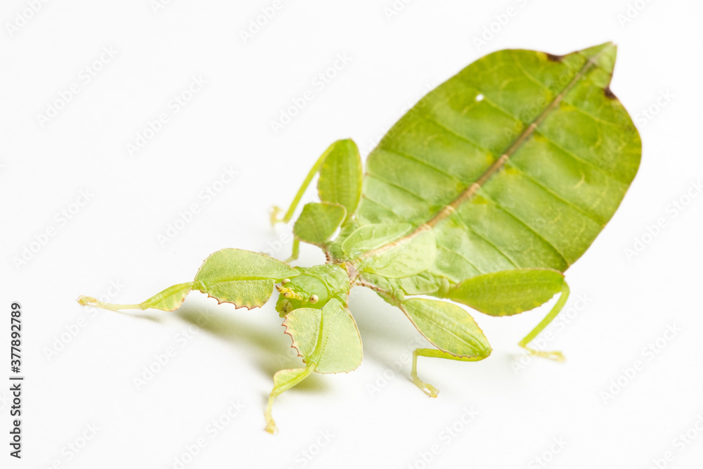 Leaf insect (Phyllium letiranti, subadult female) isolated on white ...