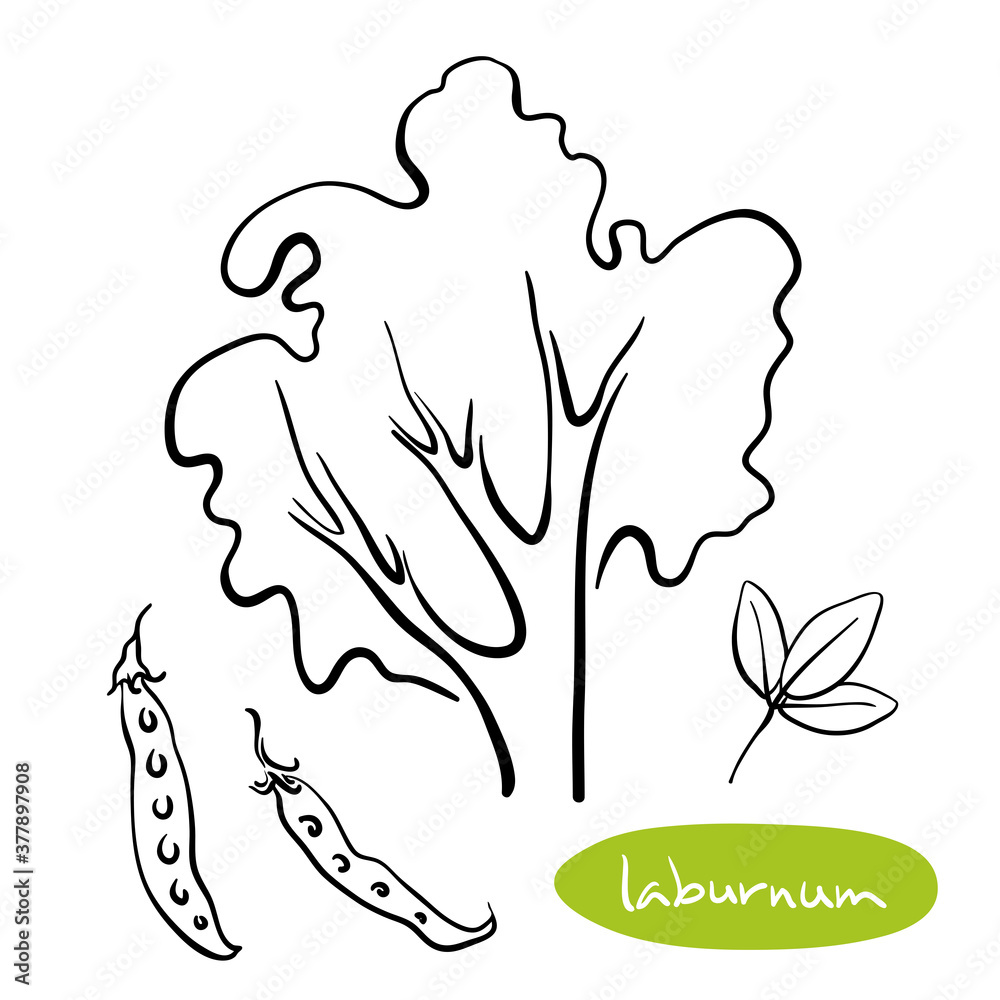 Laburnum tree, leaf, seed pods. Hand drawn black line sketch of common ...