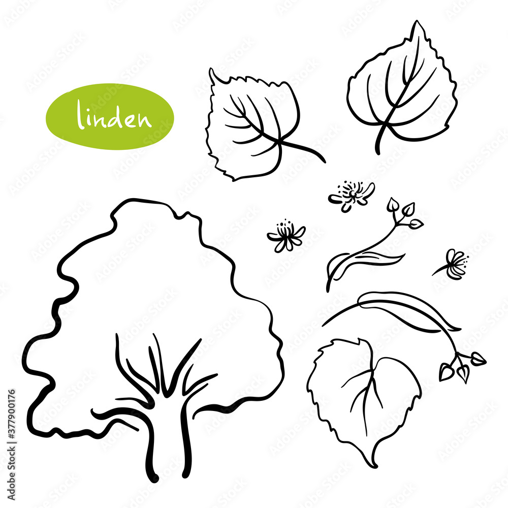 Linden tree, leaves, blossom. Hand drawn black line sketch of common ...