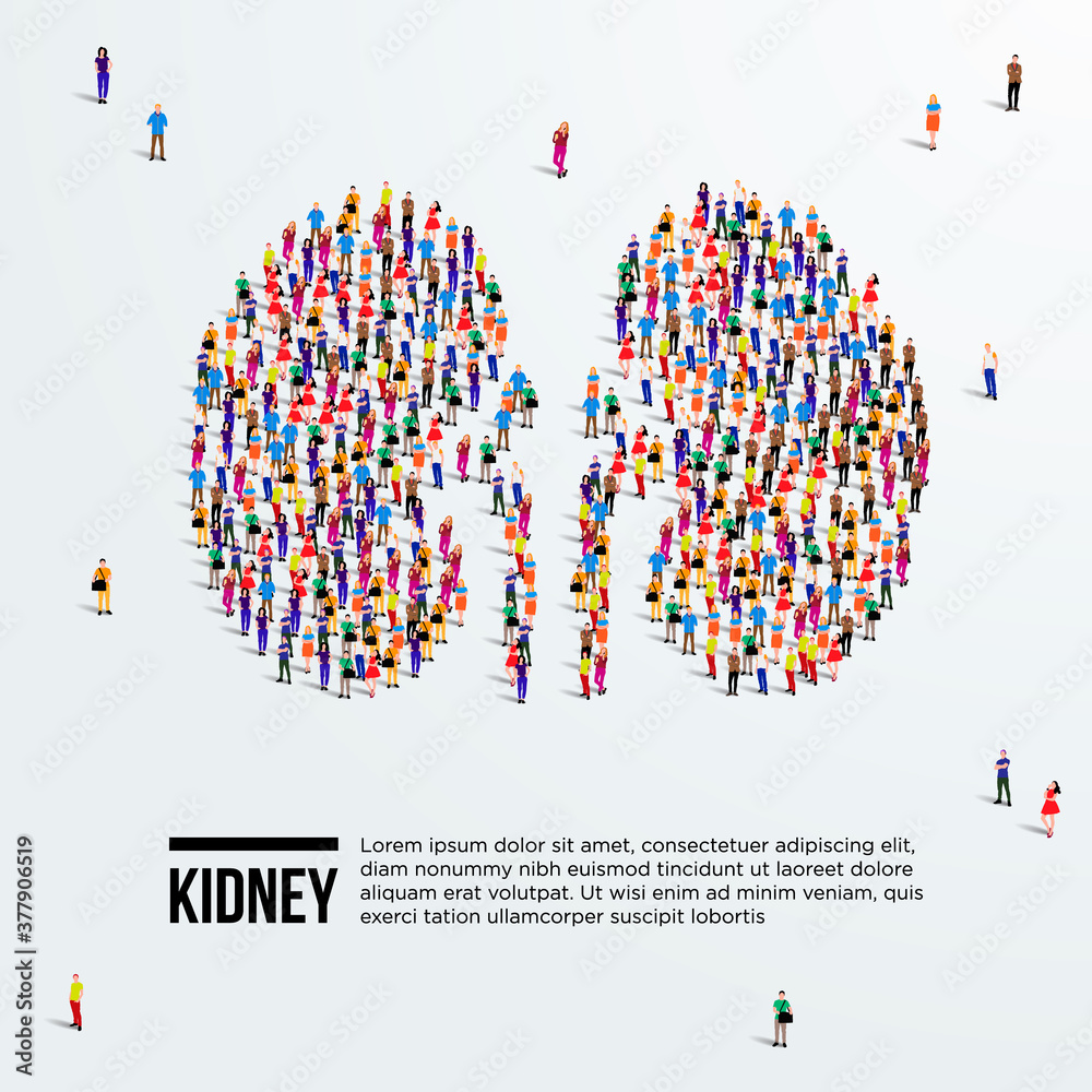 Kidney concept. Large group of people form to kidneys. Vector ...