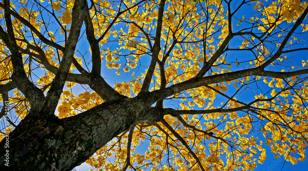 Golden trumpet tree or Yellow ipe tree (Handroanthus chrysotrichus ...