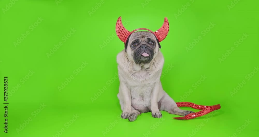 Devil dog. Cute pug dog with devil hat. Wearing devil horns and tail ...