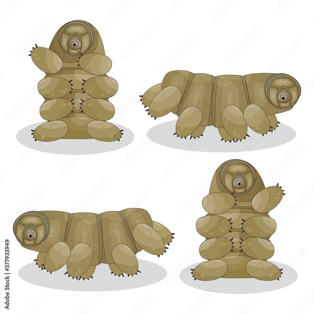 Brown isolated happy quirki cute cartoon vector tardigrade is sitting ...