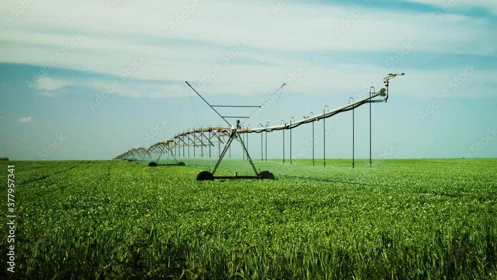 Wheat field irrigated by pivot sprinkler system. Modern watering ...