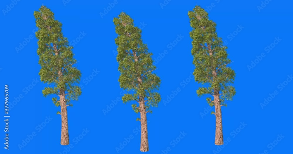 Multiple pine tree growth sequence on blue screen chroma key. Stormy ...