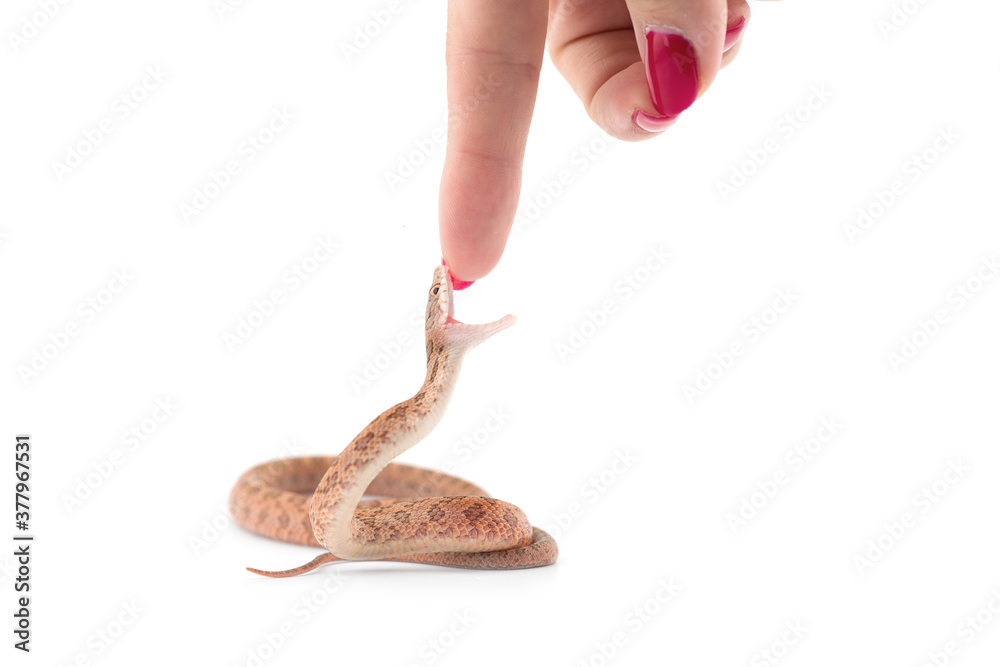Aggressive Rat snake attack pose isolated on white background Stock ...