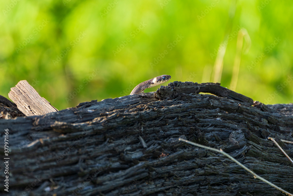 Ringelnatter, Natrix natrix Stock Photo | Adobe Stock