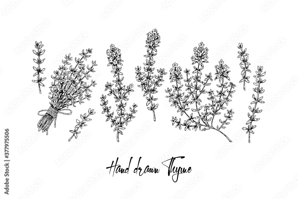 Hand drawn thyme branches and bunch vector illustration isolated on ...