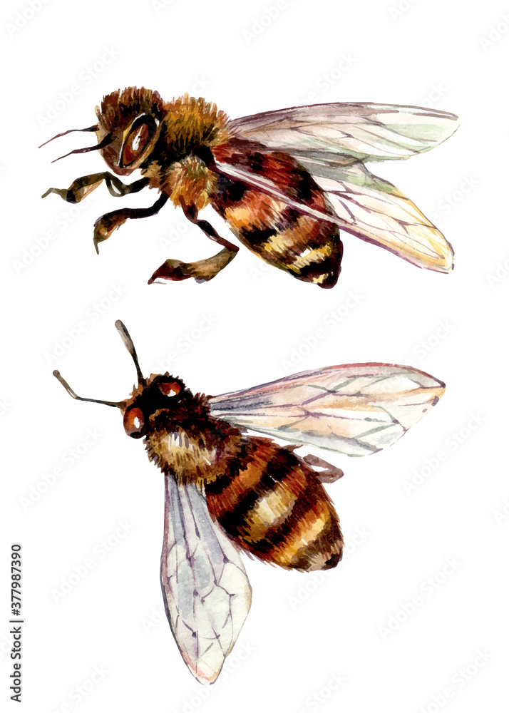 Watercolor Illustration of Honey Bee. Detailed Drawing of Insect ...