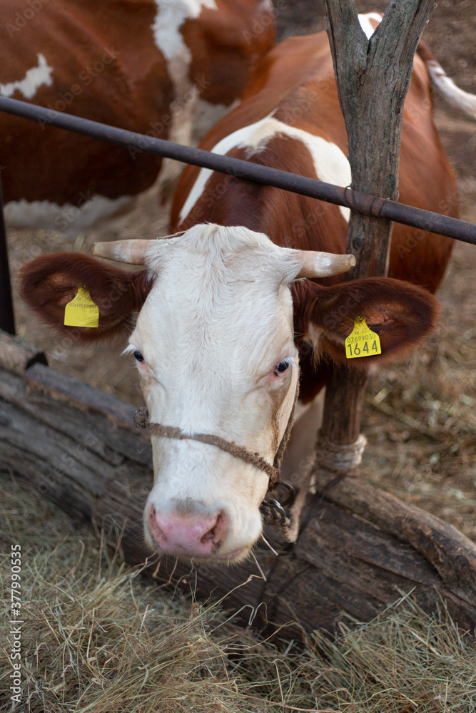 Cattle Stock Photo | Adobe Stock