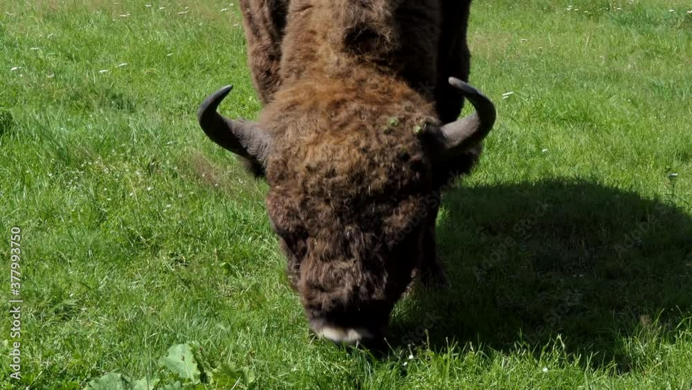 European bison (Bison bonasus) grazing at Bialowieza Forest in Poland ...