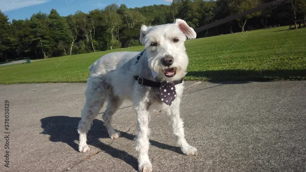 Sweet handsome cute white silver Schnauzer dog with floppy ears wearing ...