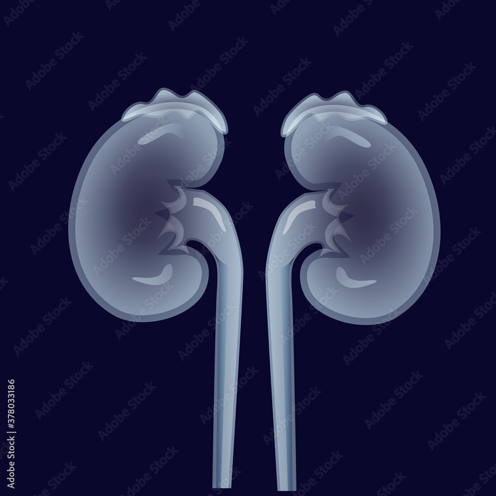 Human kidneys, excretory system. Transparent organs on a dark ...
