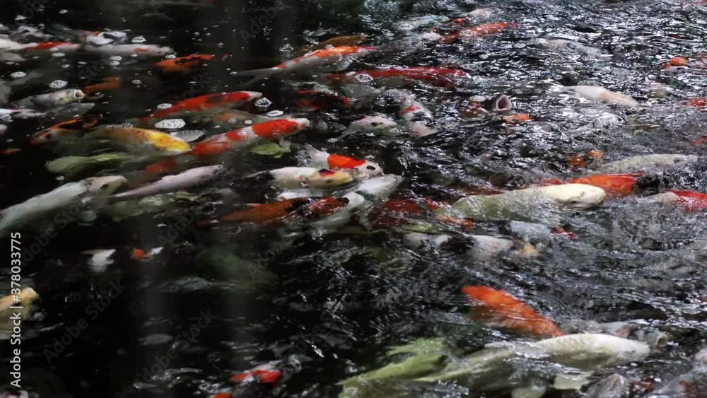 A colorful variety of ornamental Koi - Carp fishes also know as Kohaku ...