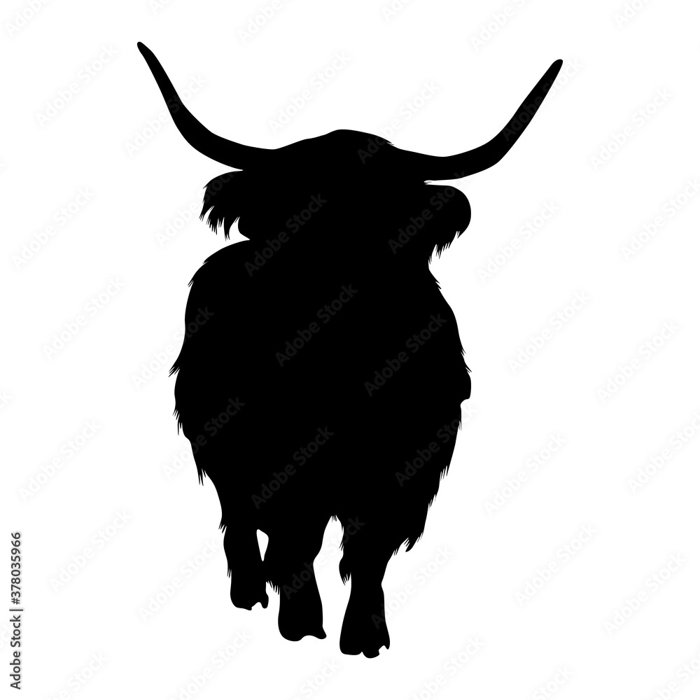Standing Highland Cattle On a Front View Silhouette Found In Scottish ...