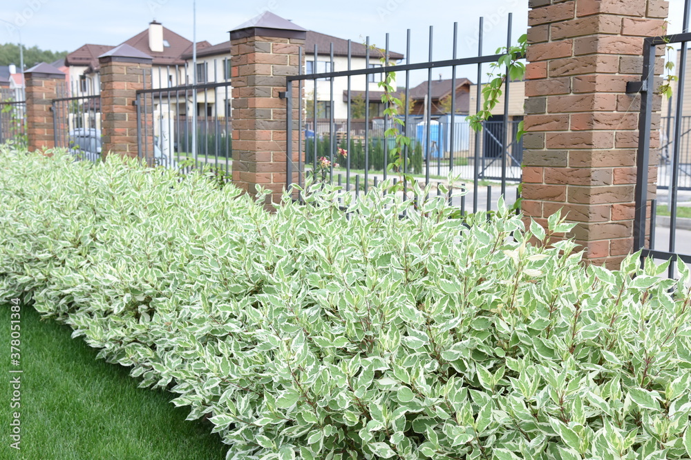 Hedge of young dogwood bushes with bicolor leaves and red branches ...